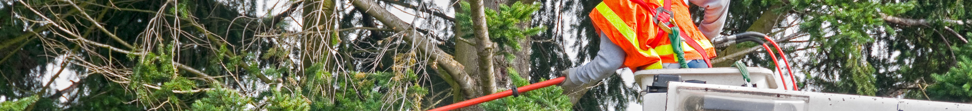 Tree Trimming & Pruning, Tree Removal, Stump Grinding | Franklin TN ...