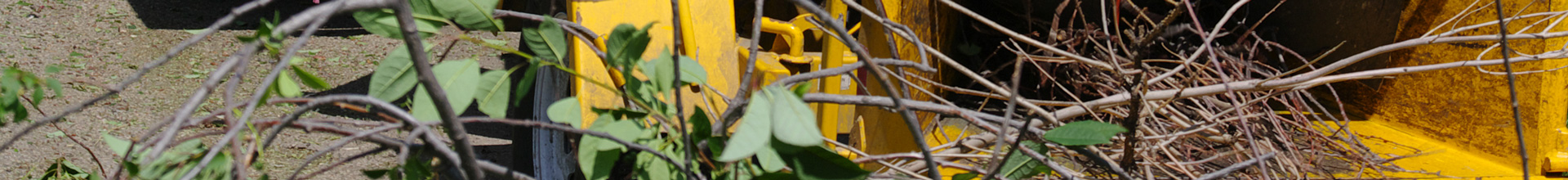 About Dixieland Tree Service - Tree Care for Williamson Co TN