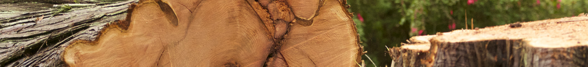 Contact Us for Tree Trimming & Pruning, Tree Removal, Tree Services ...